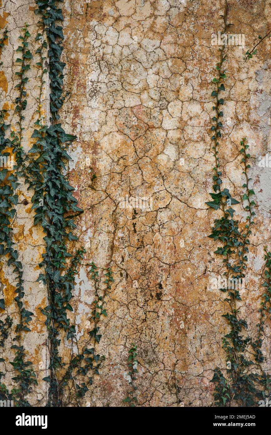 Old stone texture with ivy plants Stock Photo - Alamy