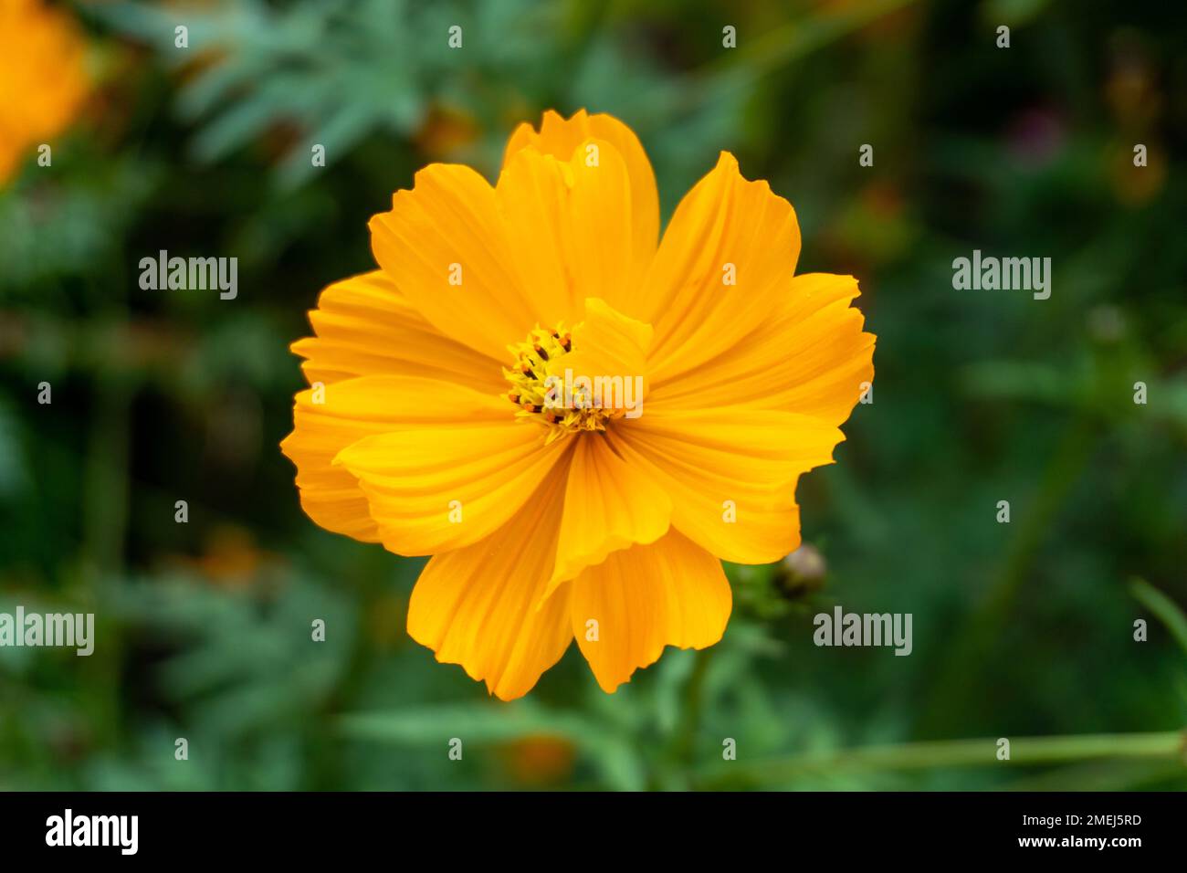 yellow flowers in the middle of nature landscape close up Stock Photo ...