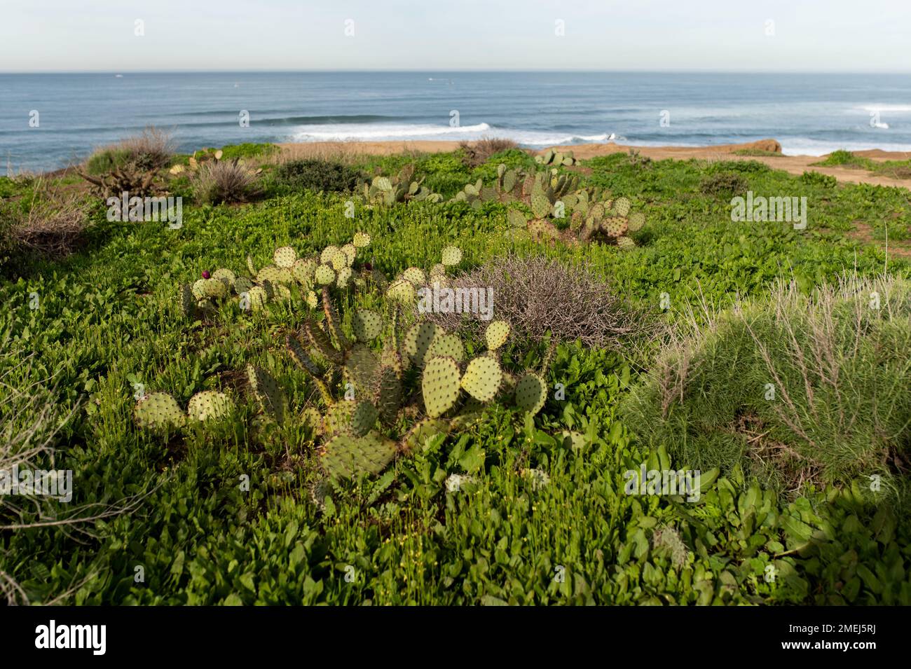 A beautiful view of green plants near the ocean at the beach Stock ...