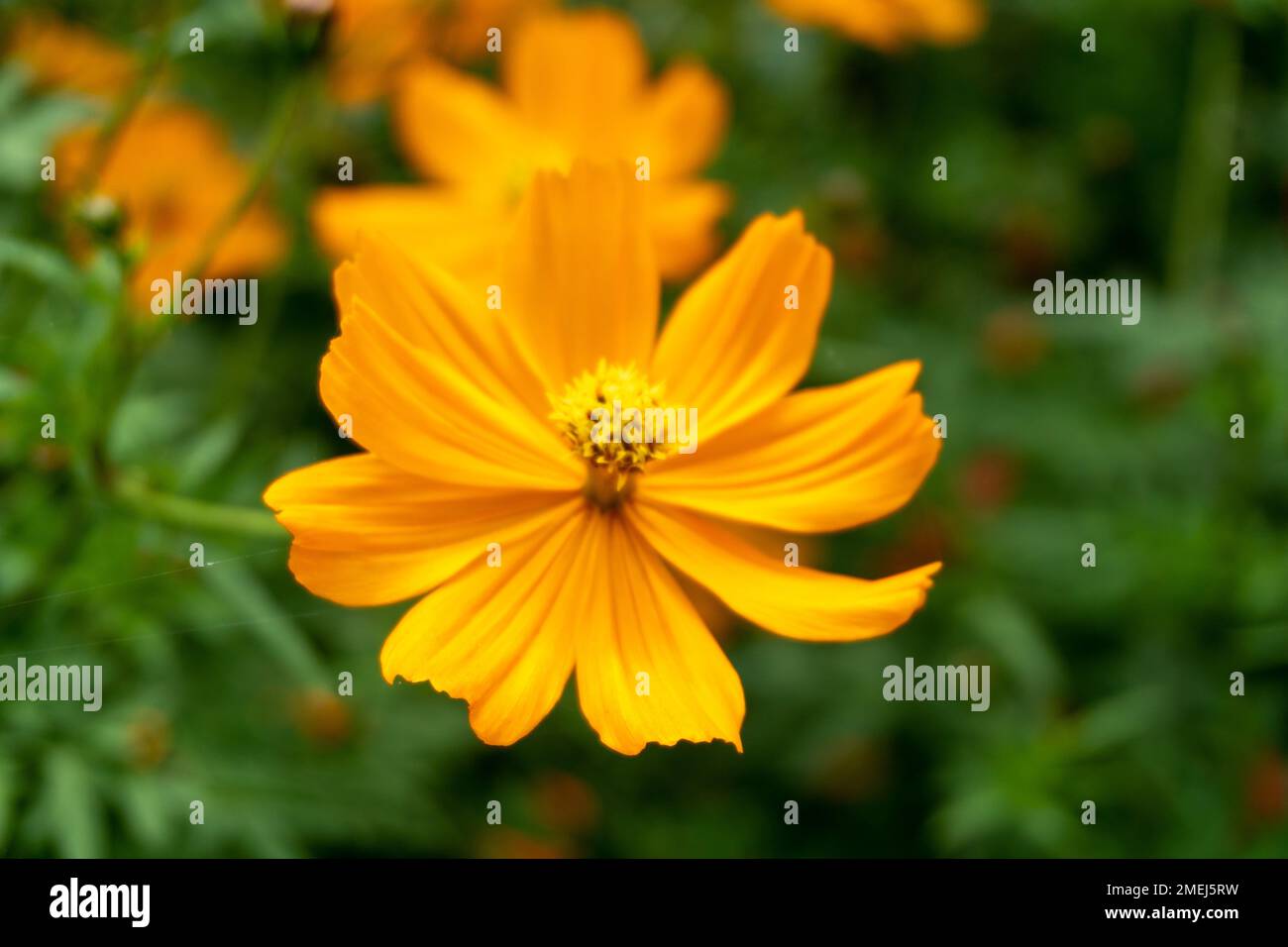 yellow flowers in the middle of nature landscape close up Stock Photo ...
