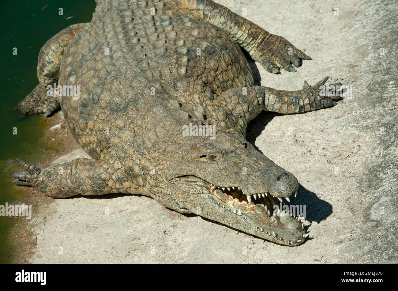 Nile Crocodile (Crocodylus niloticus) floating in pond, Agatha ...