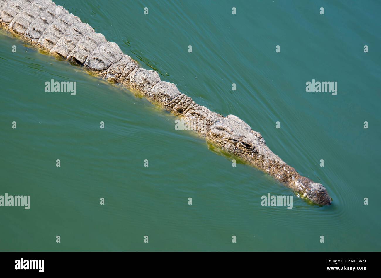 Nile Crocodile (Crocodylus niloticus) floating in pond, Agatha ...