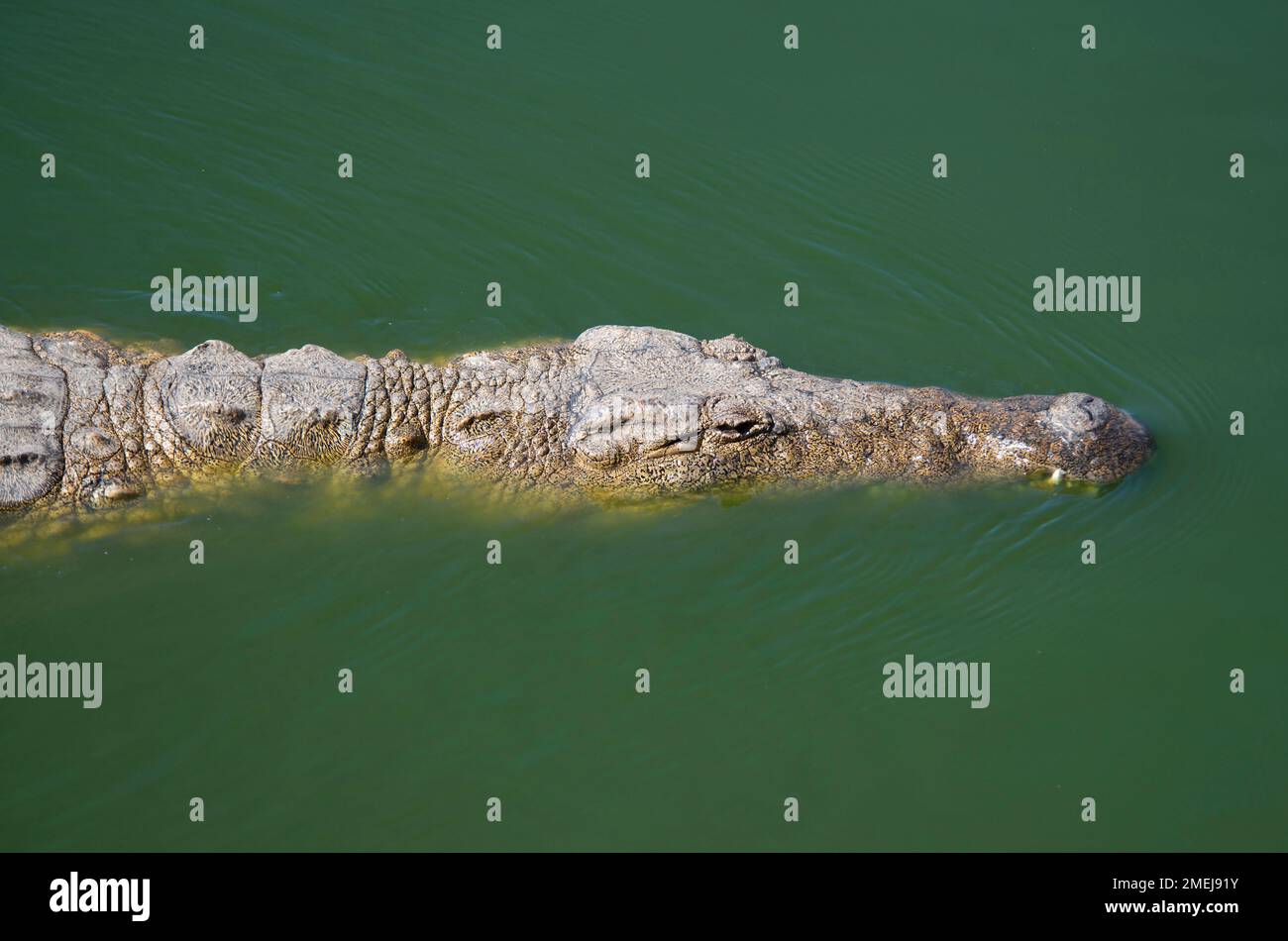 Nile Crocodile (Crocodylus niloticus) floating in pond, Agatha ...
