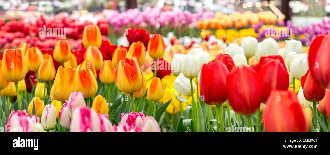 holiday or birthday panoramic background with tulip flowerbed, red ...