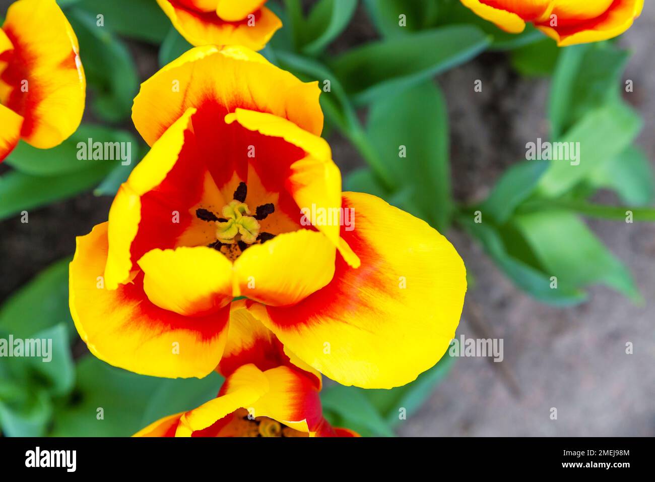 Tulip top view hi-res stock photography and images - Alamy