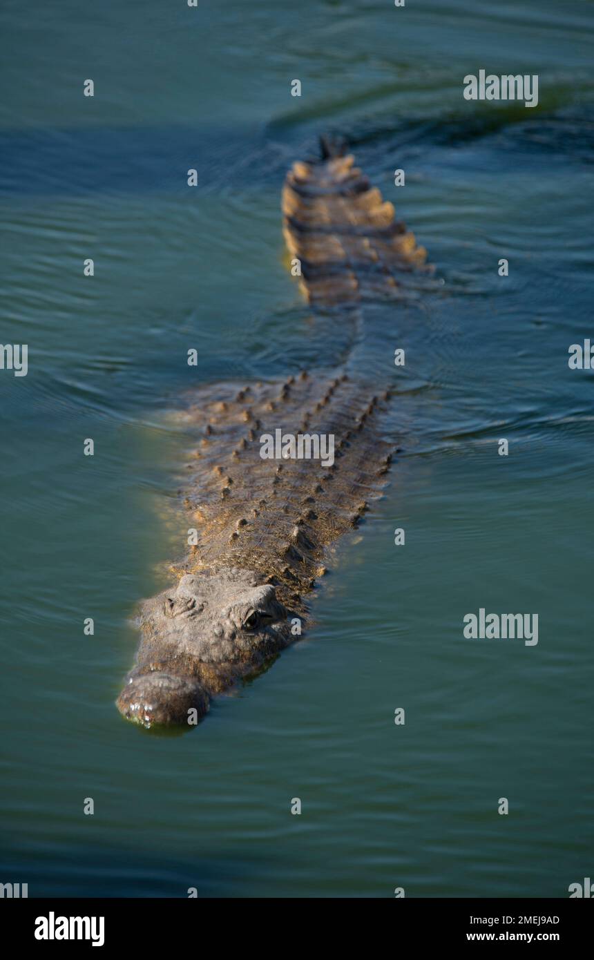 Nile Crocodile (Crocodylus niloticus) floating in pond, Agatha ...