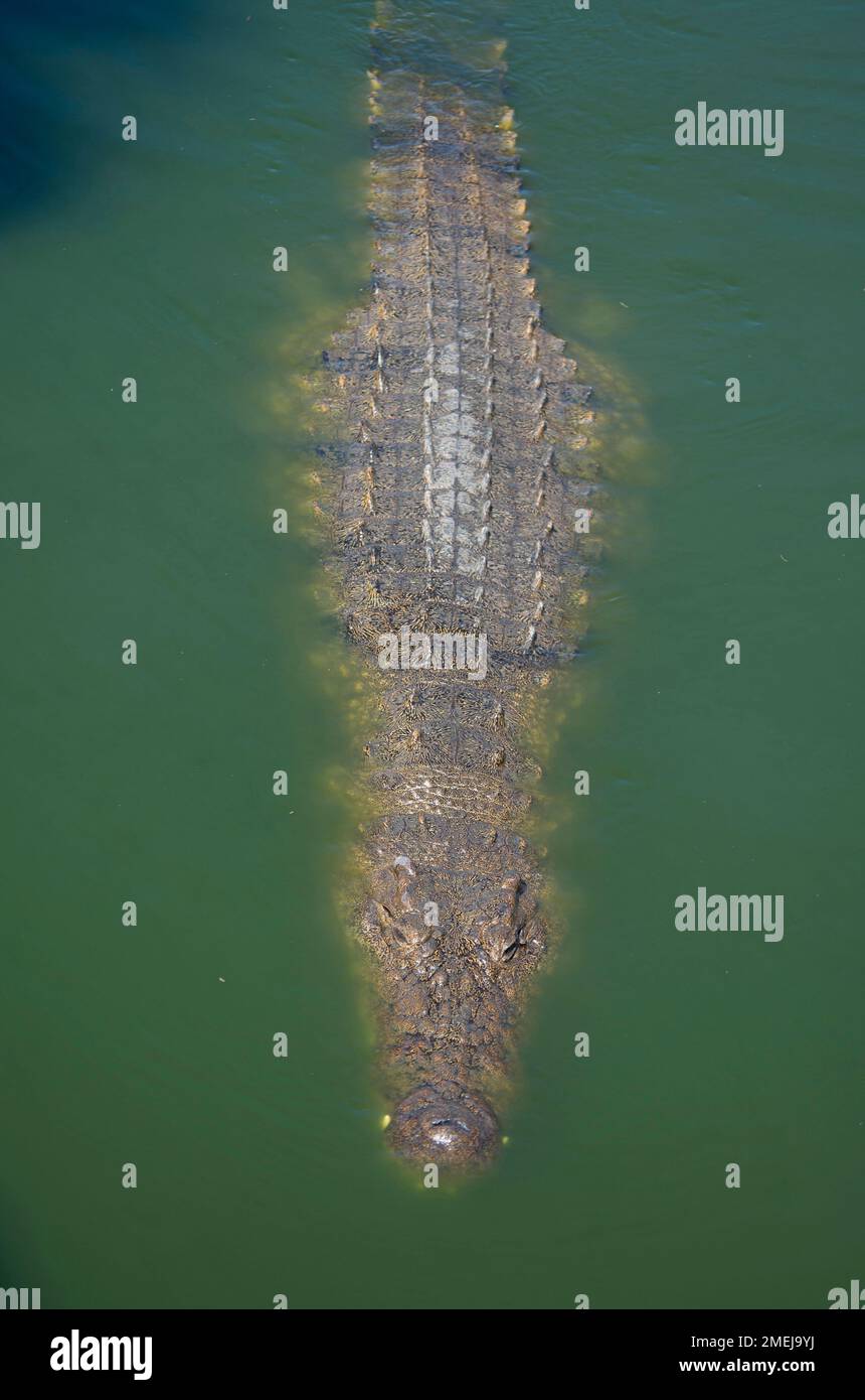 Nile Crocodile (Crocodylus niloticus) floating in pond, Agatha ...