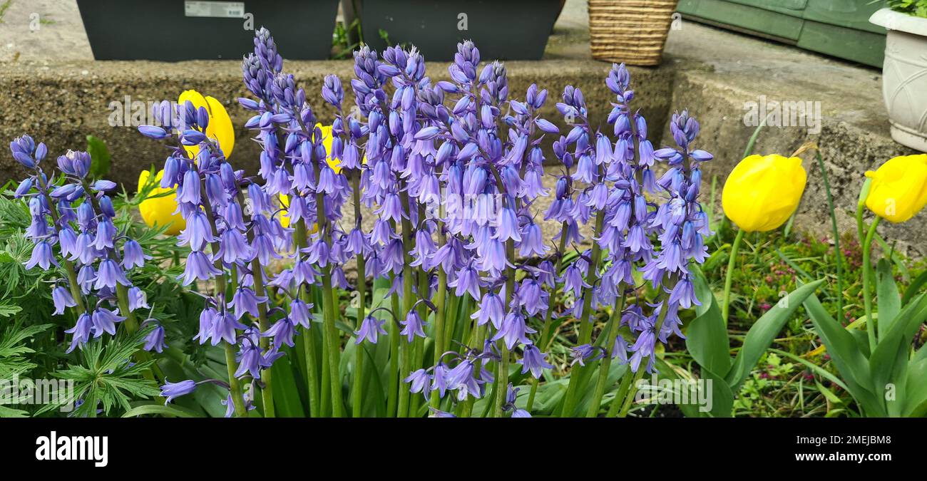 A panoramic shot of beautiful bluebell flowers growing in a garden in ...