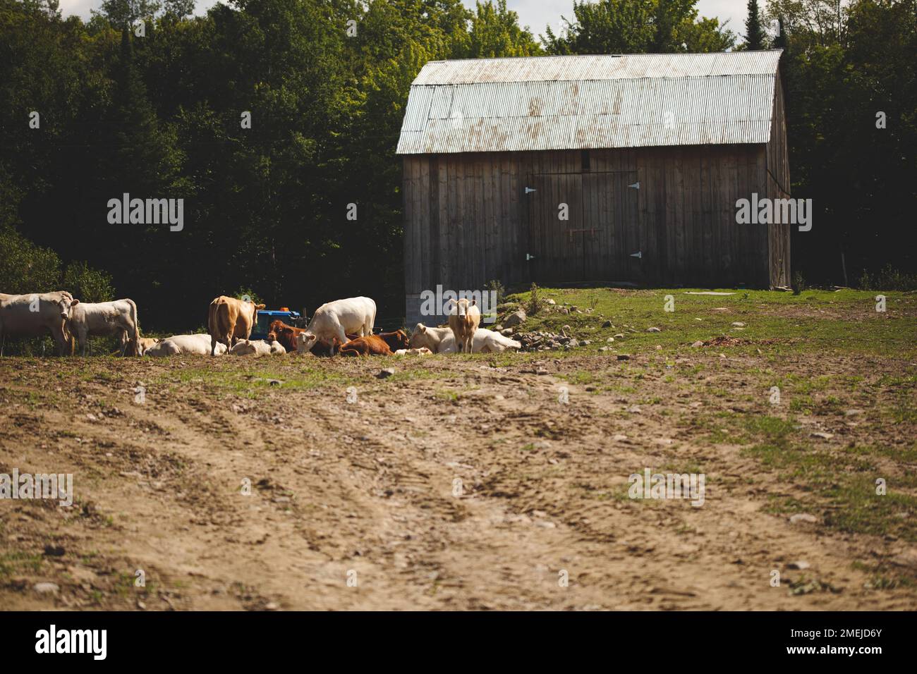 The cattle on a farm in Ontario, Canada Stock Photo - Alamy