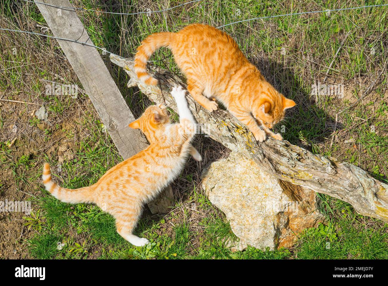 Two kittens playing Stock Photo - Alamy