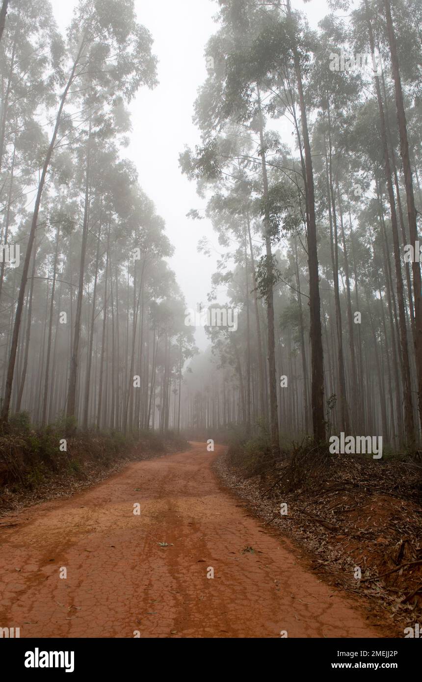 Road through Eucalyptus forest in mist, Agatha, Tzaneen district ...