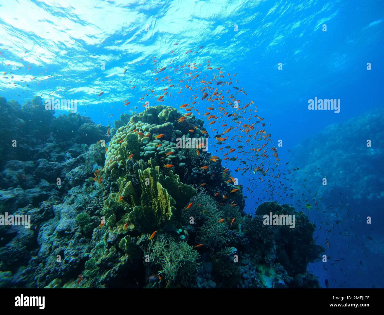 Colorful corals and small exotic fishes at the bottom of the Red sea in ...