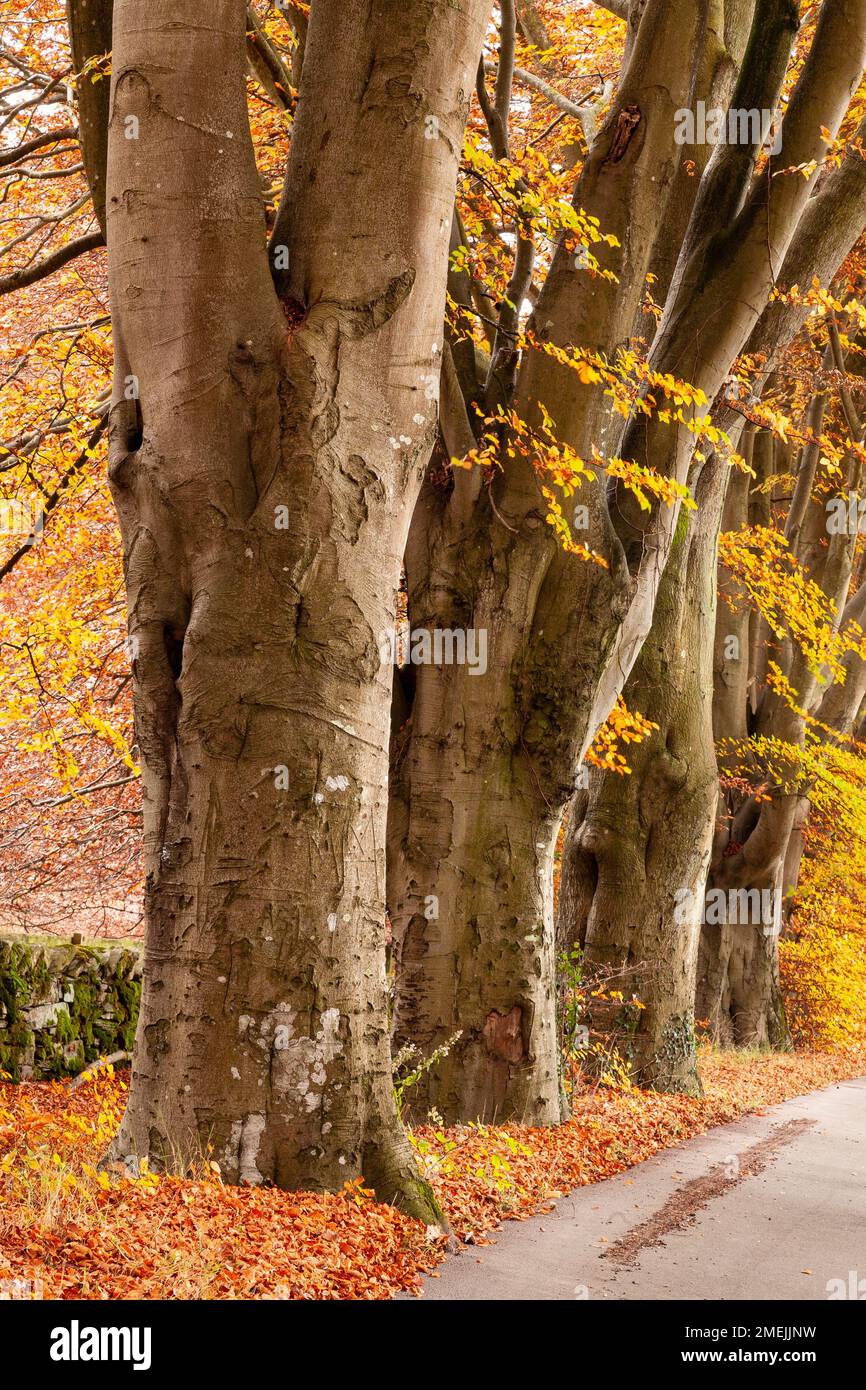Tree trunks in autumnal colours Stock Photo - Alamy