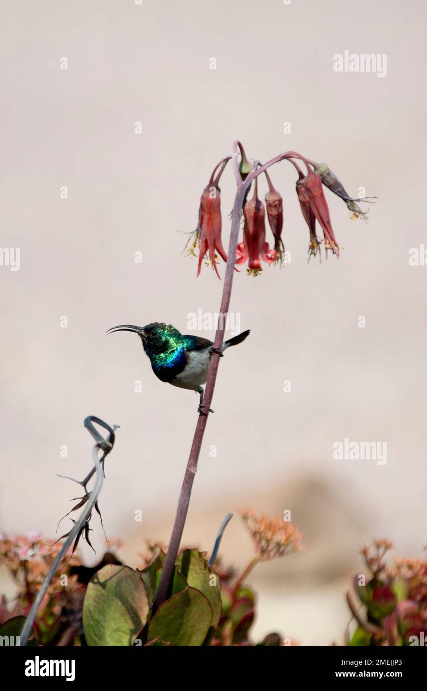 Whitebellied Sunbird (Nectarinia talatala) on flower, Ant's Hill ...