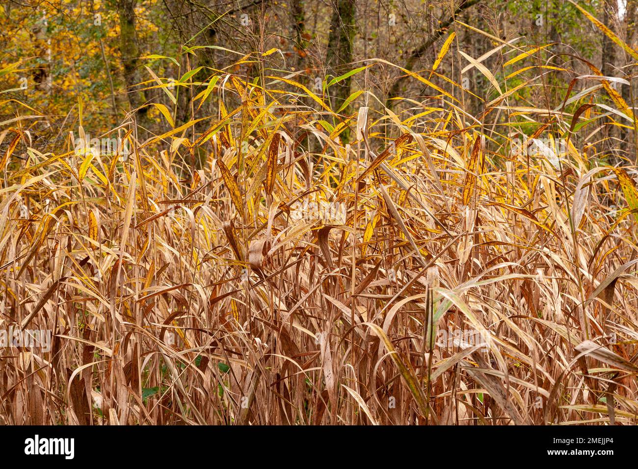 Reed bed grasses in autumnal colours Stock Photo - Alamy