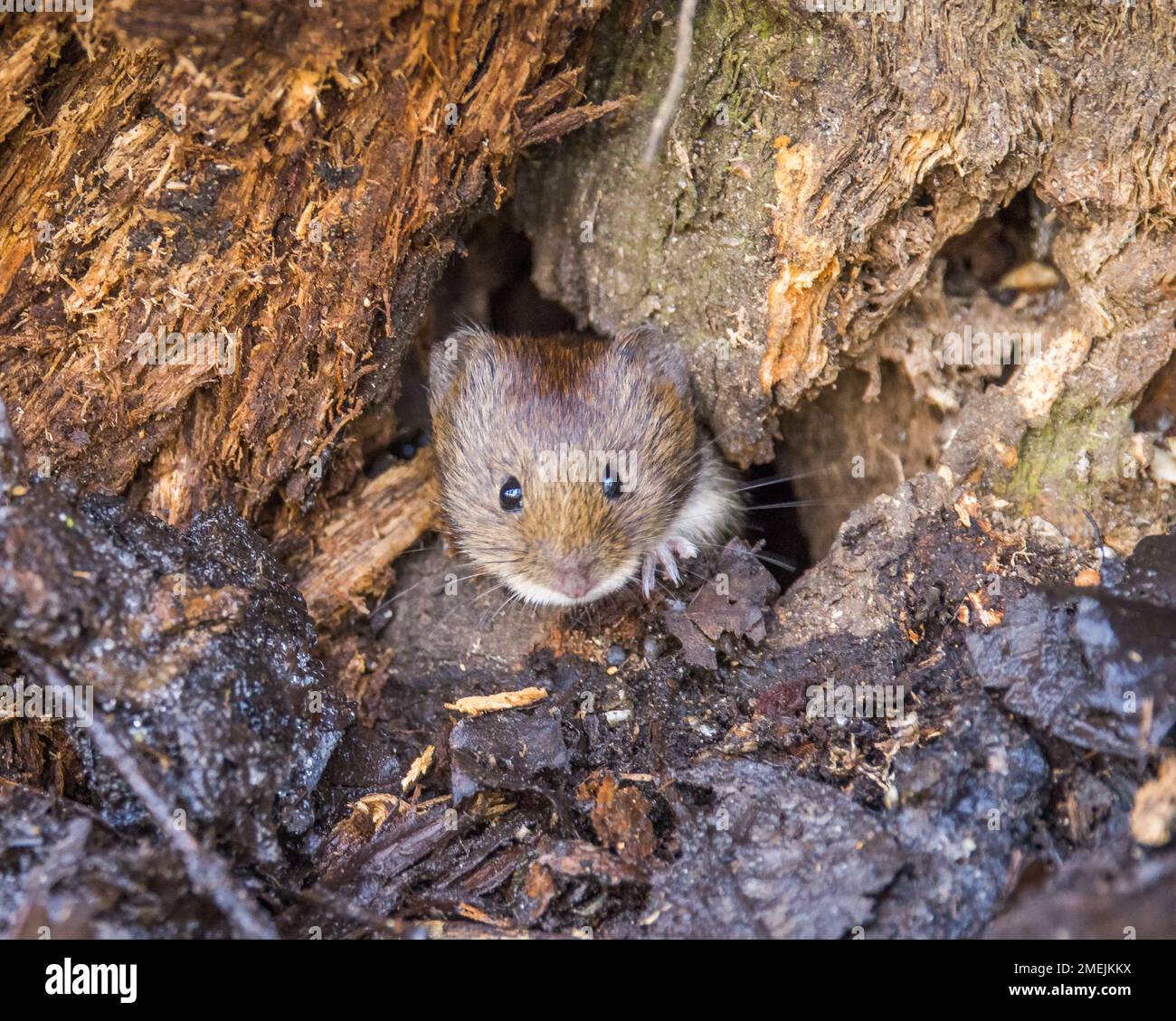 Bank vole peeping hi-res stock photography and images - Alamy