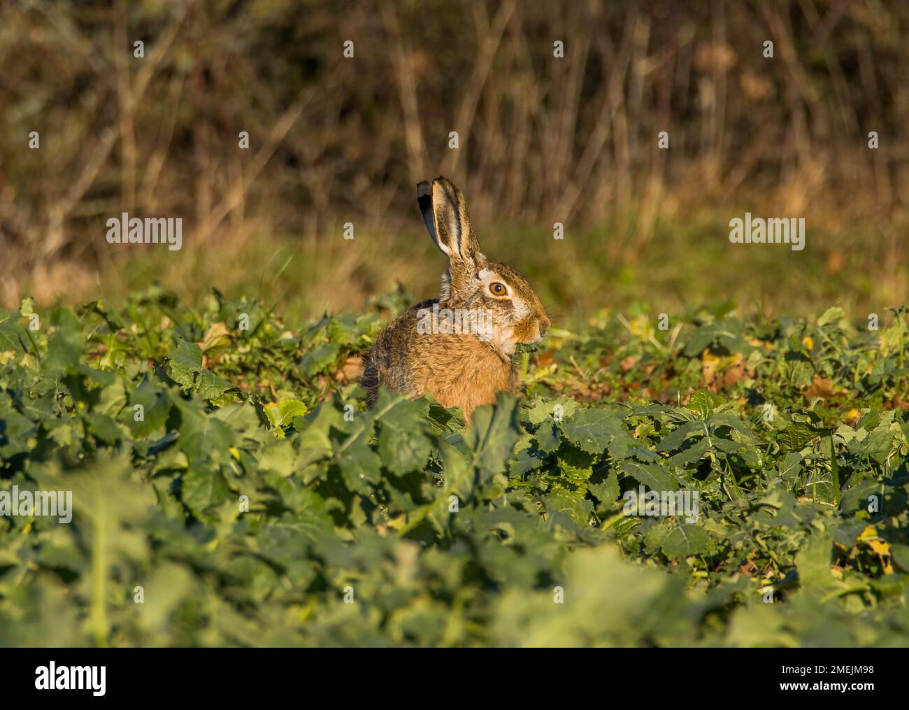 Hare peeping hi-res stock photography and images - Alamy