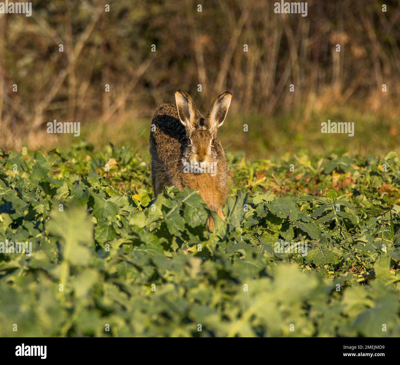 Hare peeping hi-res stock photography and images - Alamy