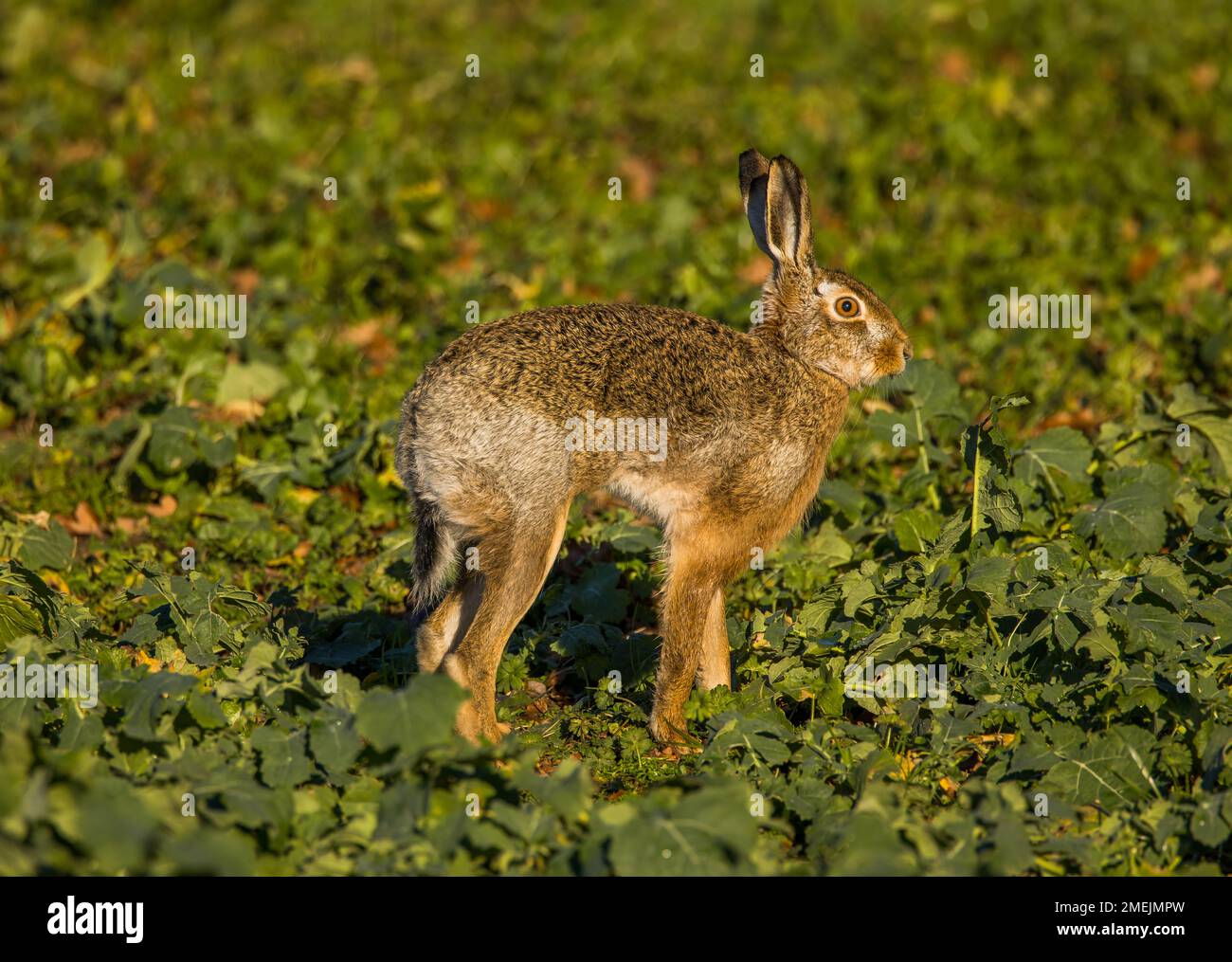 Hare peeping hi-res stock photography and images - Alamy