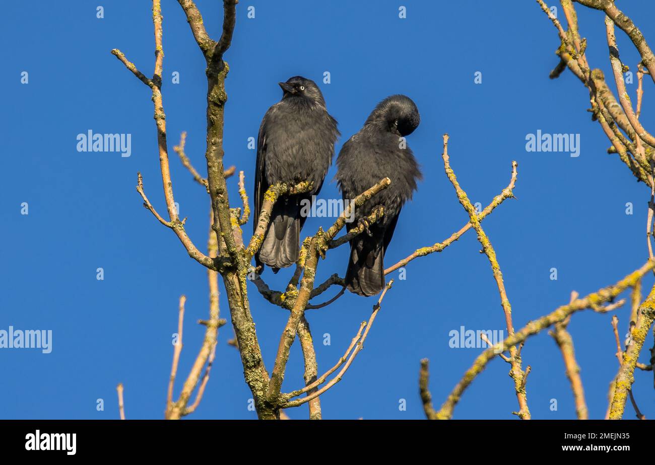 Female jackdaw hi-res stock photography and images - Alamy
