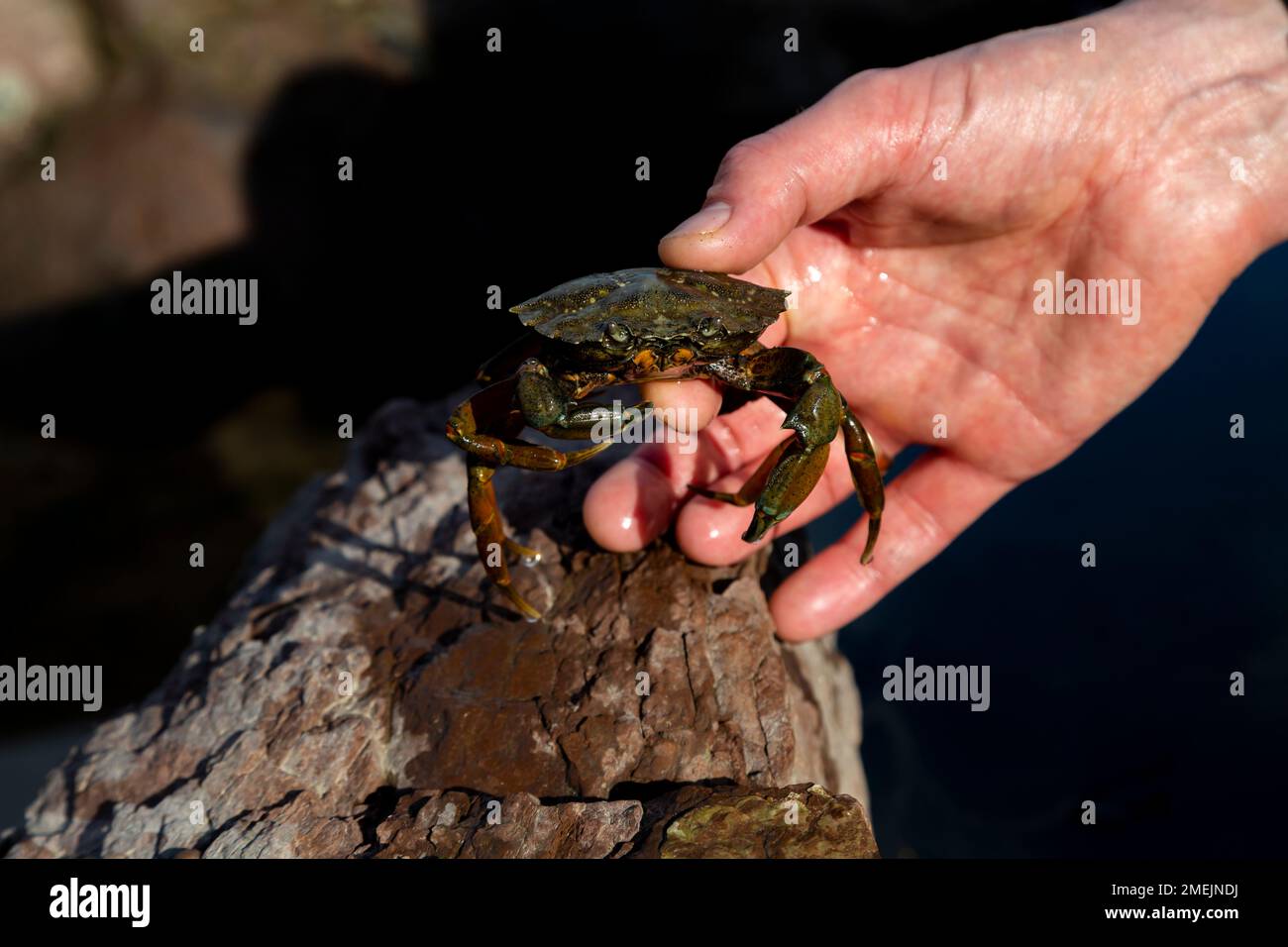 Man holding a common shore crab (Carcinus maenas) on the Somerset coast ...