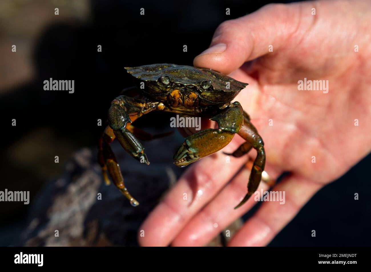 Man holding a common shore crab (Carcinus maenas) on the Somerset coast ...