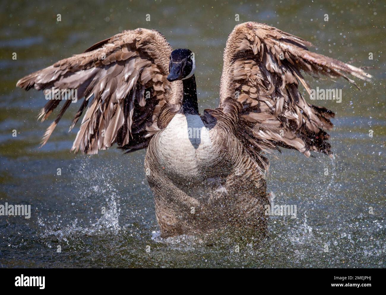A goose shakes water off in the river Main in Frankfurt, Germany ...
