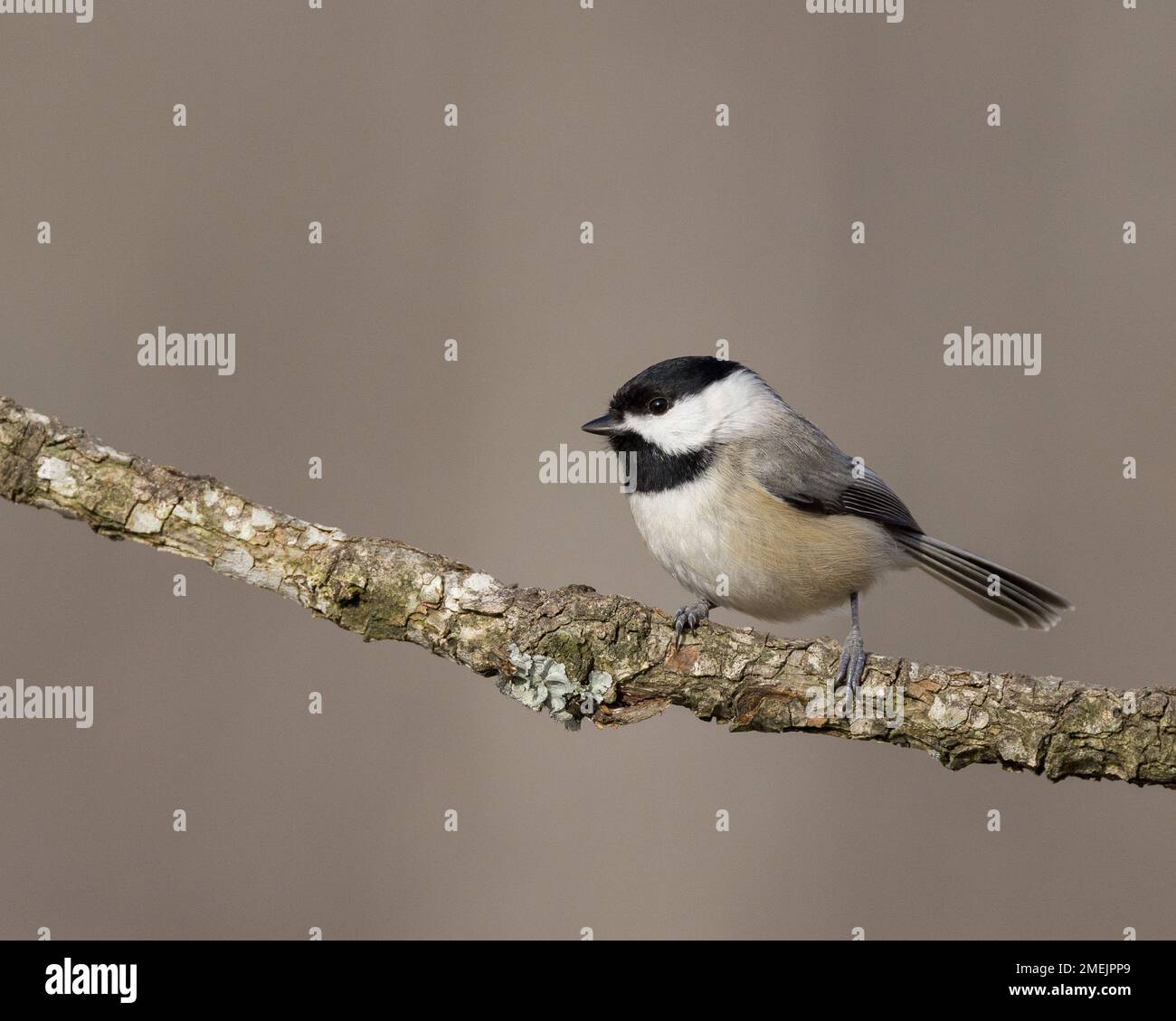 A closeup of a black-capped chickadee, Poecile atricapillus Stock Photo ...