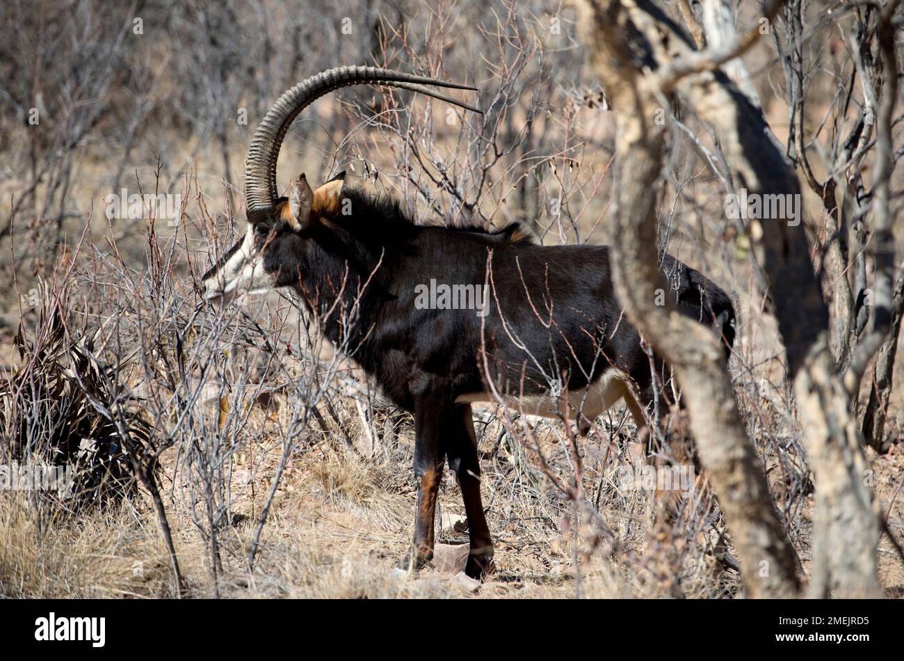 Vaalwater Limpopo South Africa