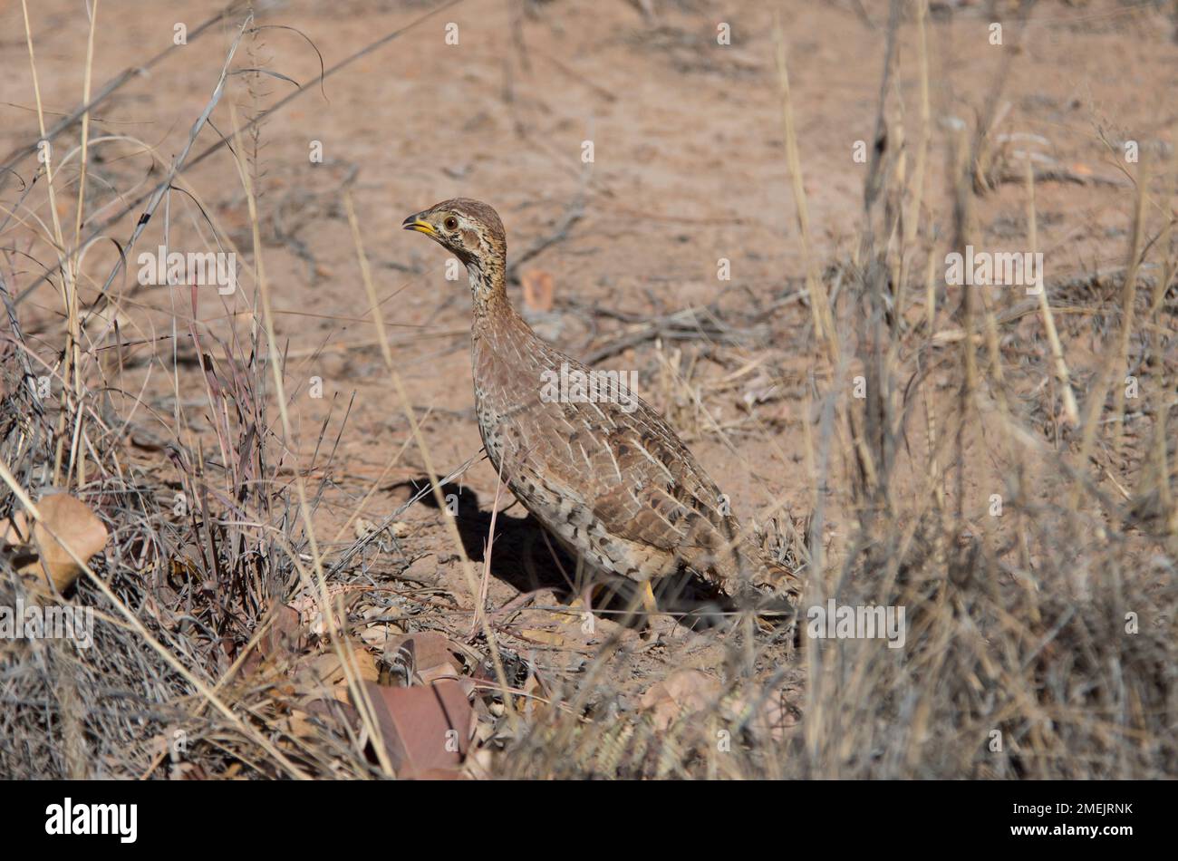 Francolinus levaillantoides hi-res stock photography and images - Alamy