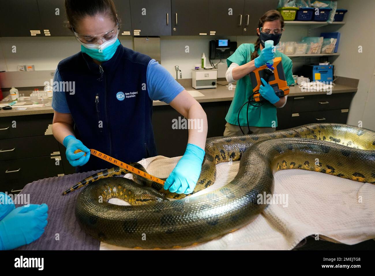 Biologist Christine Sinnigen, left, of Somerville, Mass., uses a tape ...