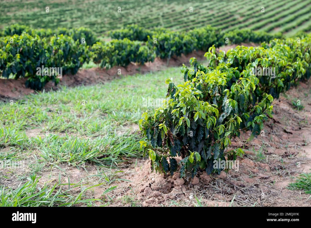 View farm with coffee plantation - early stage farming in Brazil - Cafe ...
