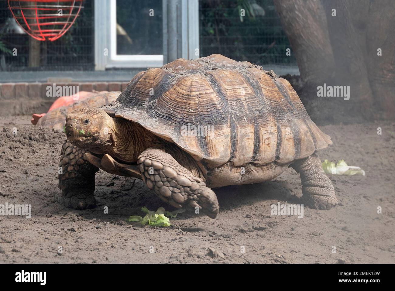 Big turtle in zoo hi-res stock photography and images - Alamy