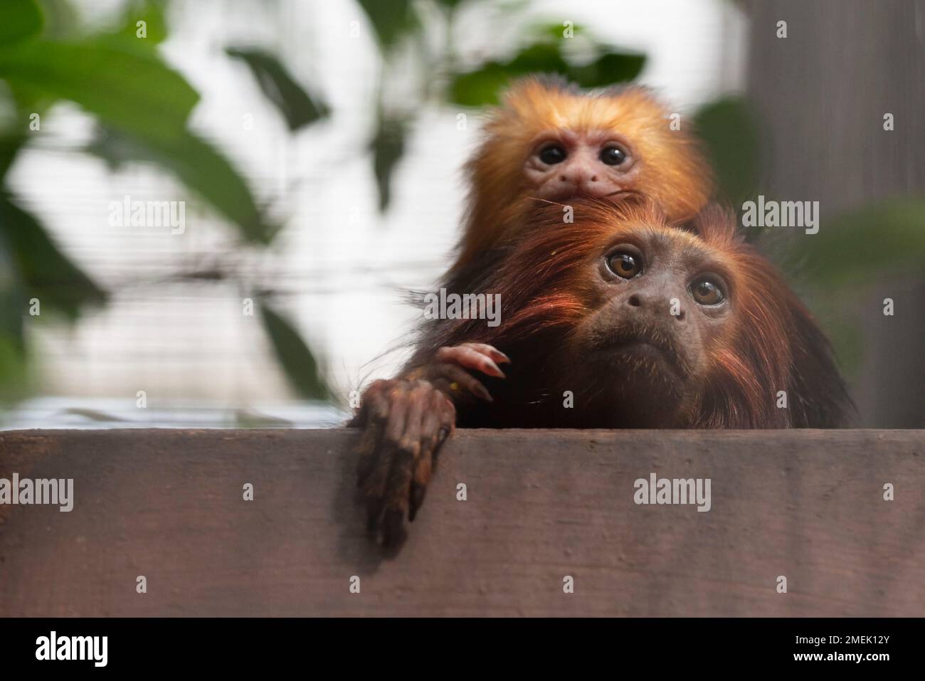 Cute lion Tamarin in the Zoo The Netherlands Stock Photo - Alamy