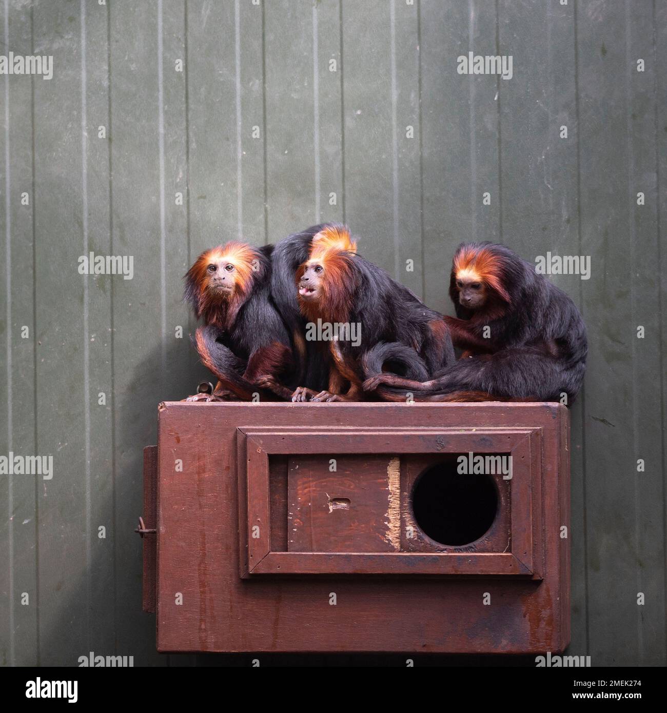 Cute lion Tamarin in the Zoo The Netherlands Stock Photo - Alamy