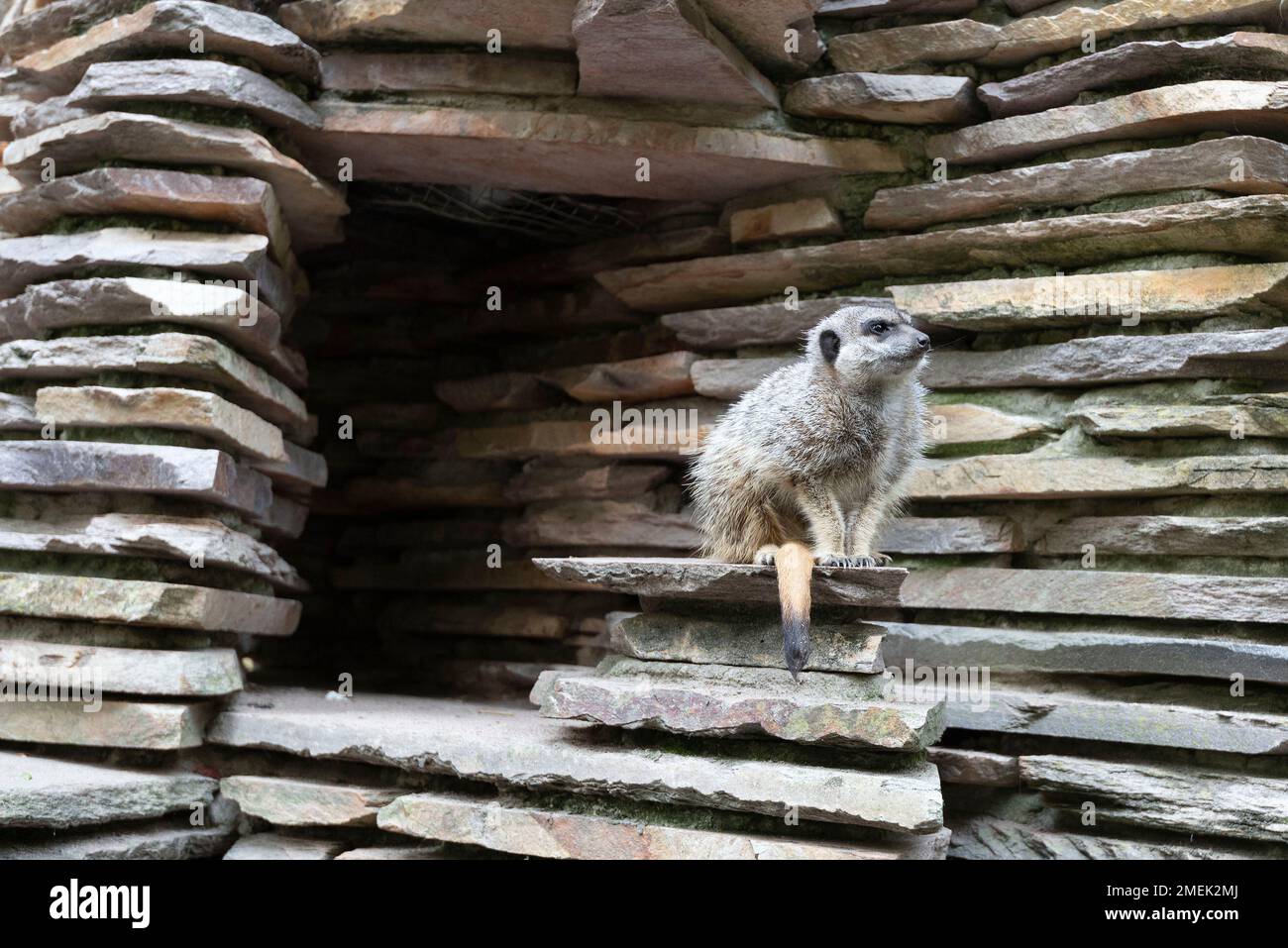 Cute furry meerkat. Nature wildlfie image with plain background Stock ...