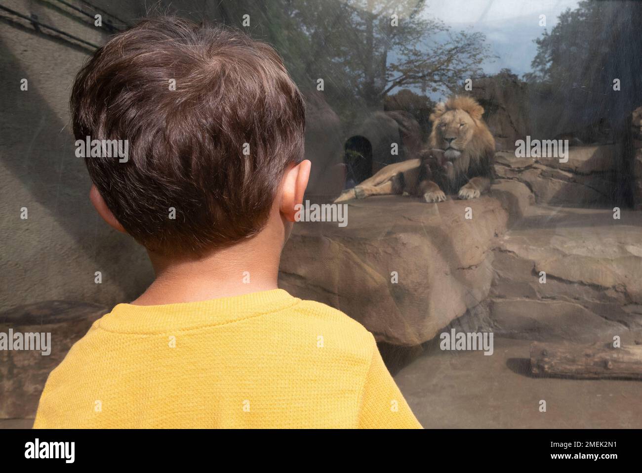 boy looking through the glass at the lion in winter zoo Stock Photo - Alamy