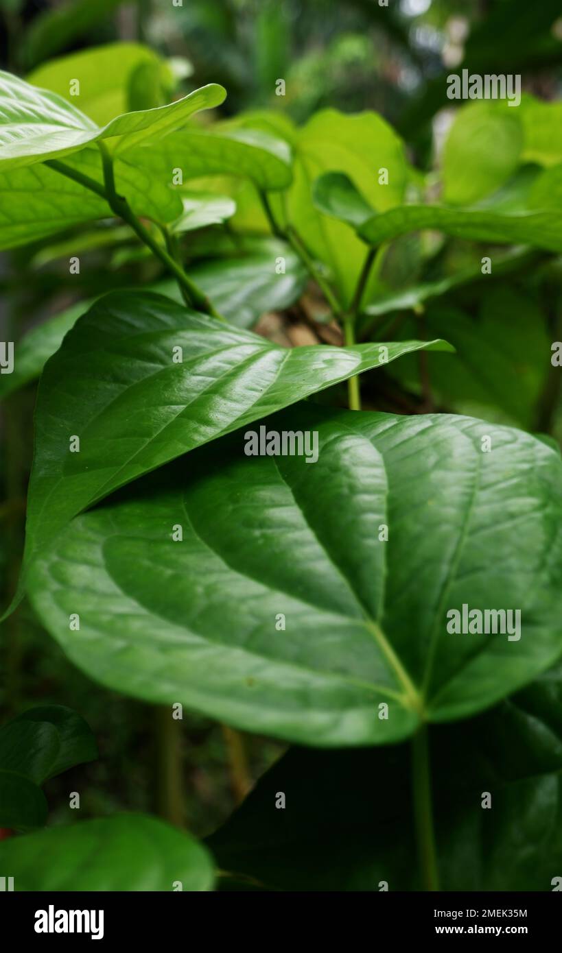 Bunga suplir hi-res stock photography and images - Alamy