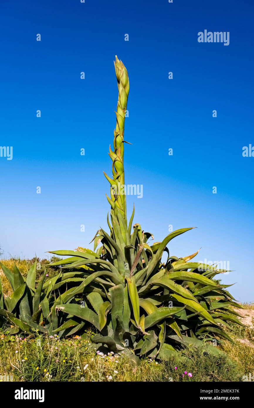 Large agave hi-res stock photography and images - Alamy