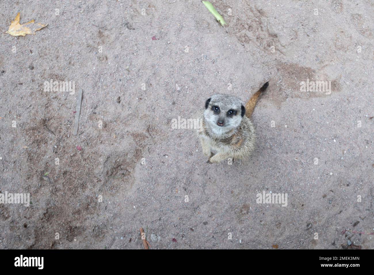 Cute furry meerkat. Nature wildlfie image with plain background Stock ...