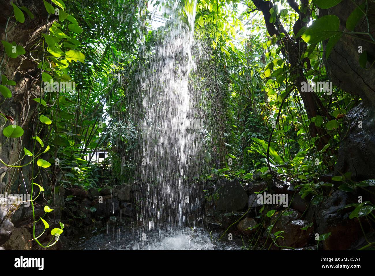 Green tropical junglewith waterfall at greenhouse, the Netherlands ...