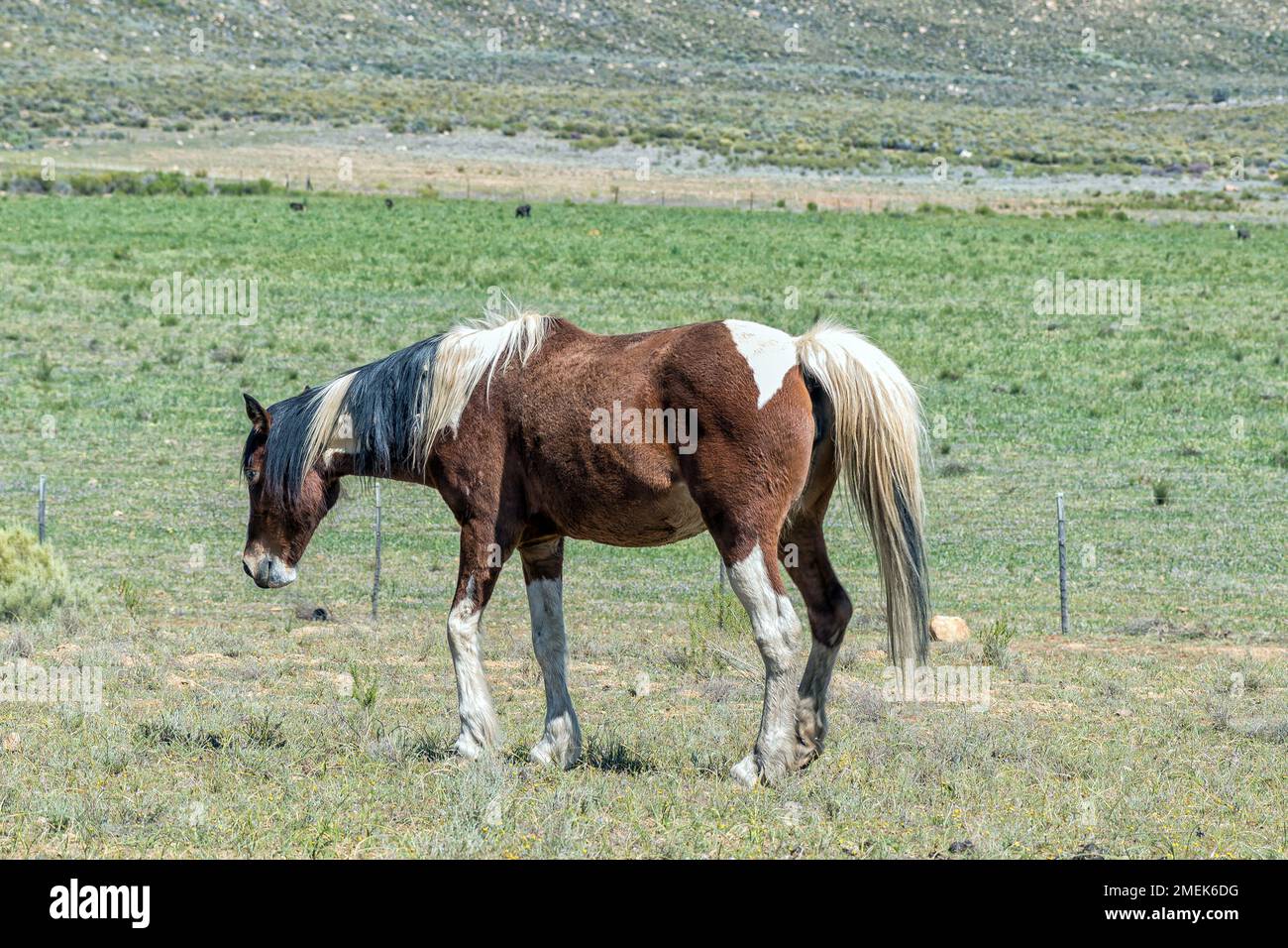 Kromrivier cederberg park hi-res stock photography and images - Alamy