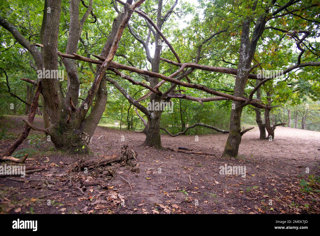 Forest playground created by fallen trees, The Netherlands Stock Photo ...