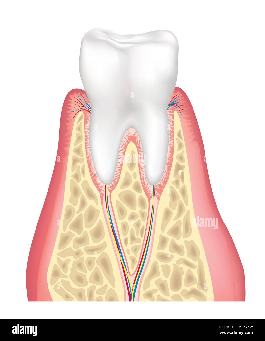 Tooth anatomy. Healthy teeth structure. Dental medical vector ...