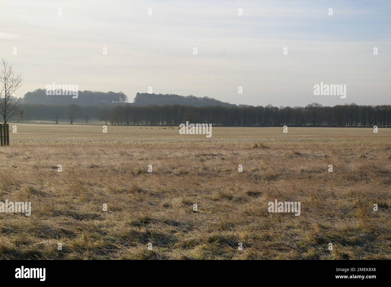 Windsor Great Park and the Long Walk - a morning in January Stock Photo ...