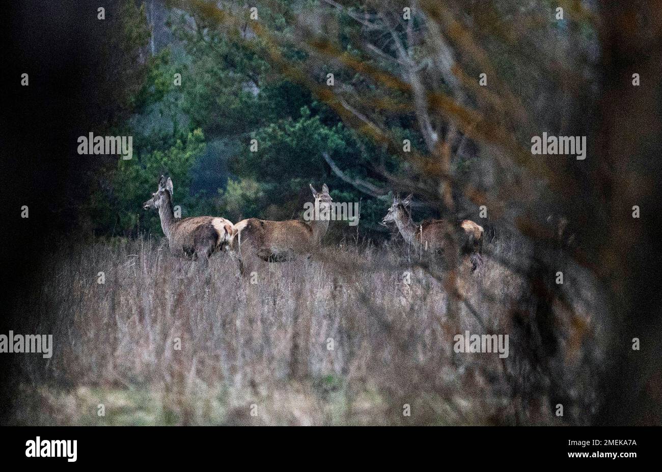 Deer are seen in a forest at the Chernobyl Radiation and Ecological ...