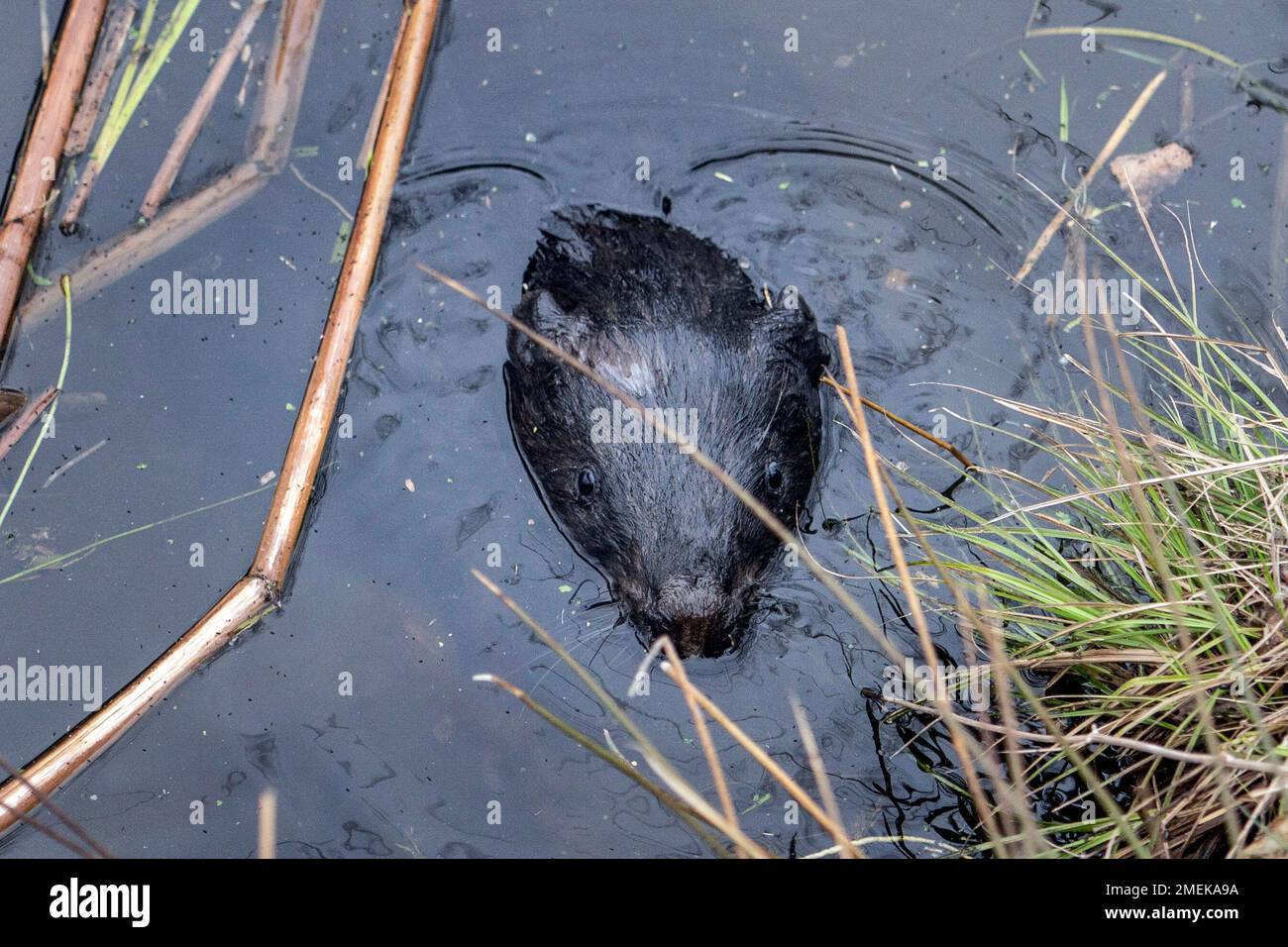 A beaver released biologist Denis Vishnevskiy is seen in a river in a ...