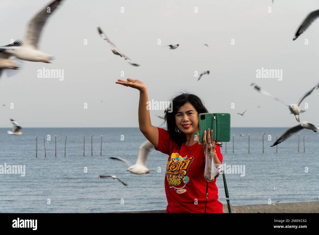 Seagull poses hi-res stock photography and images - Alamy