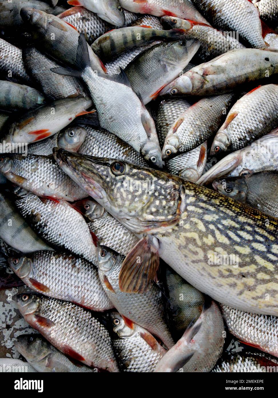 Different kinds of fish in a fishing boat. The northern pike (Esox ...