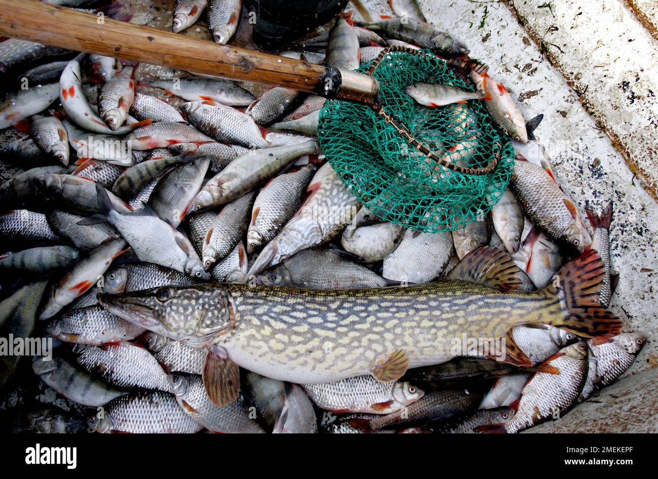 Different kinds of fish in a fishing boat. The northern pike (Esox ...